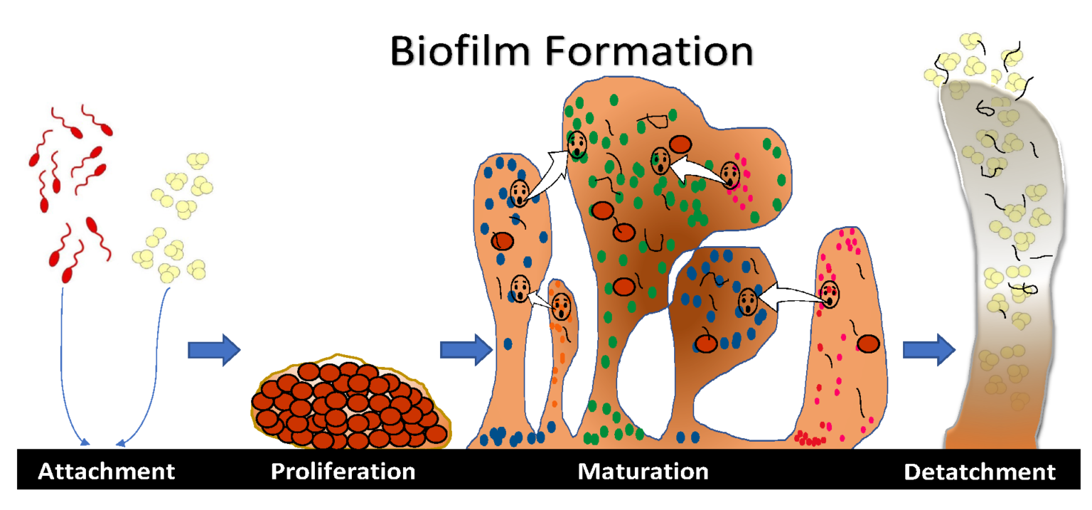 Biofilm Formation in Fuel Systems – Biobor Fuel Additives